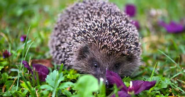 Letargo, come fanno gli animali a sapere quando si devono svegliare ...