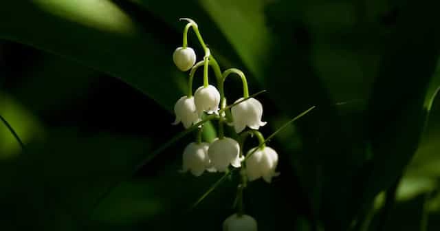 Mughetto: qual è il significato del fiore e cosa lo lega all’1 maggio ...