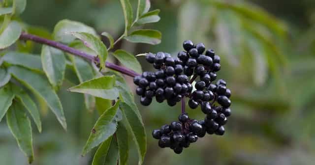 Come si coltiva la pianta di sambuco - inNaturale
