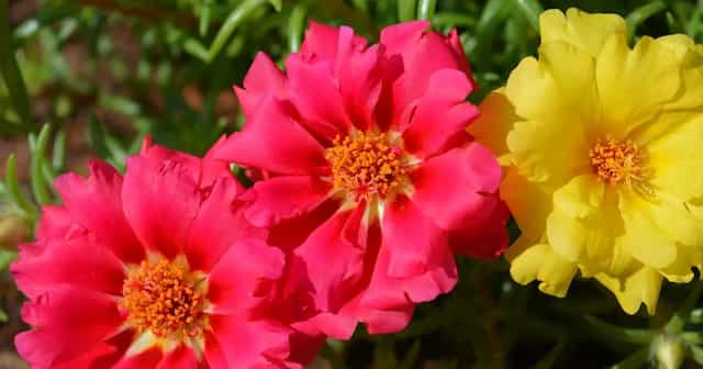 Portulaca selvatica: come si mangia e dove si trova - inNaturale