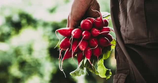 Ravanello selvatico: caratteristiche e usi - inNaturale