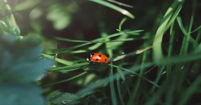 Il declino degli insetti si può evitare: ecco come - inNaturale