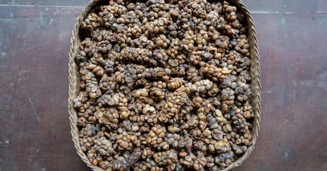 Cos’è il caffè di zibetto, l’alternativa sostenibile degli indigeni ...