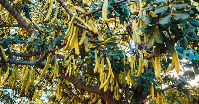 Pianta di Carrubo, dal frutto alla simbologia: tutto ciò che c’è da ...