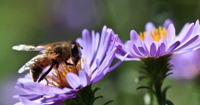 Quali piante mettere sul balcone per attirare le api? - inNaturale