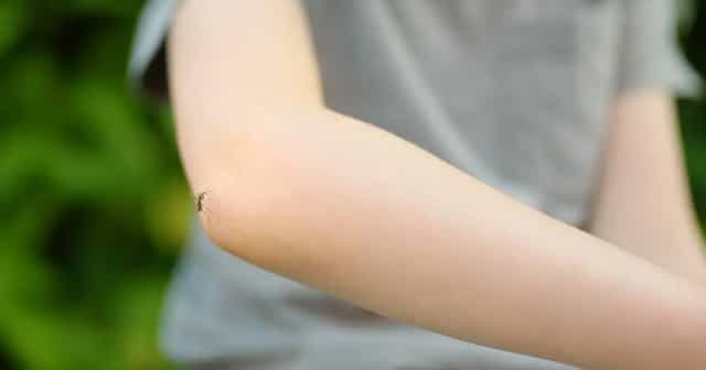 Prevenire le punture di insetti: alcuni consigli pratici - inNaturale