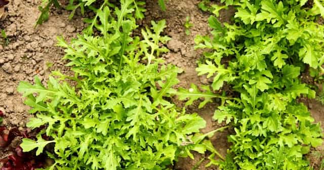 Rucola selvatica: cos’è e quali sono le sue proprietà - inNaturale
