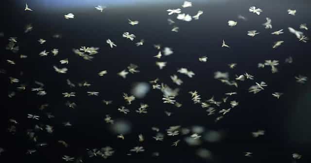 Tarme, ecco quali sono i rimedi naturali contro gli insetti - inNaturale