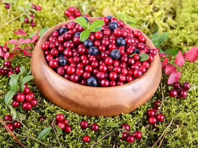 Diferencias entre el arándano negro y el arándano rojo - inNaturale